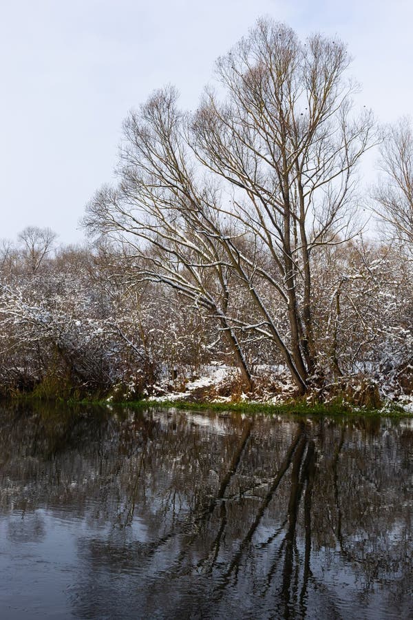 Winter River, Trees in the Snow, View of the Snow-covered Forest Stock ...