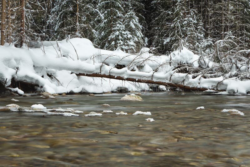 Winter River, Water Flowing Under Snow Covered Tree, Low Angle Photo ...