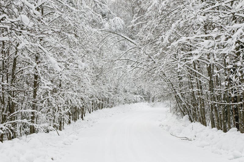 Winter Scene of Snow Covered Road and Trees Stock Image - Image of ...