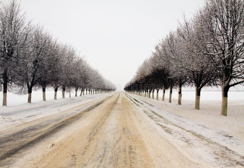 Row through winter orchard stock image. Image of forest - 17596895