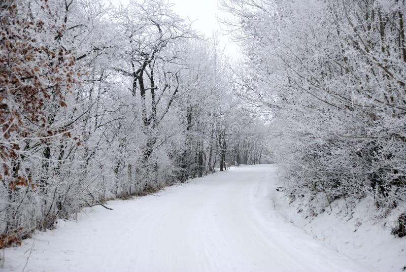 Winter Scene of Snow Covered Road and Trees Stock Image - Image of ...