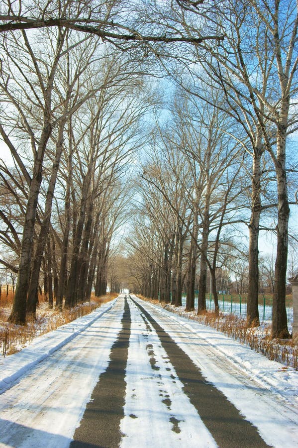 Winter road stock photo. Image of hiking, solitude, cold - 23371082