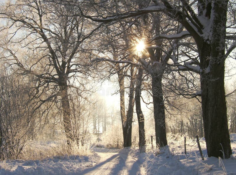 Winter road stock photo. Image of beautiful, lane, cold - 29705562