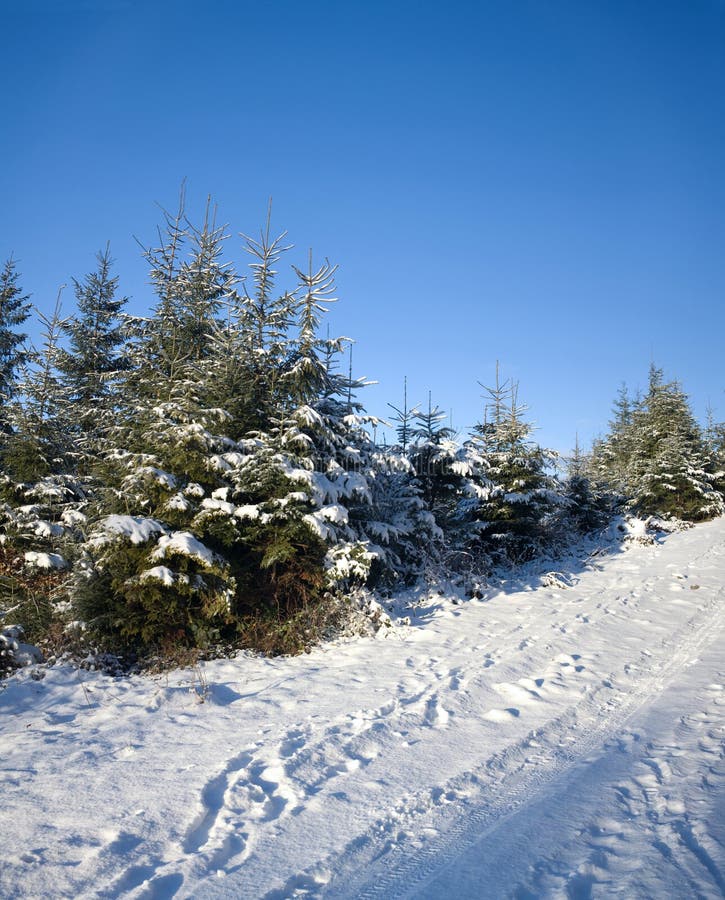 Winter road stock photo. Image of coniferous, plant, pine - 7632974