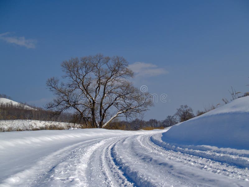 Winter road stock image. Image of road, bush, walk, meadow - 9619077