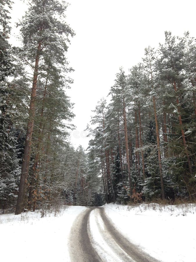 Winter road stock photo. Image of trees, winter, nature - 50091924