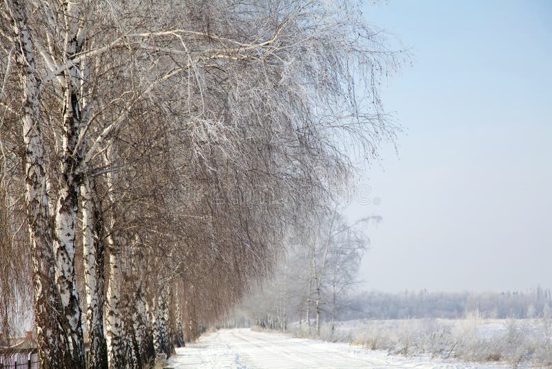Winter road and birch tree stock image. Image of scene - 26910311