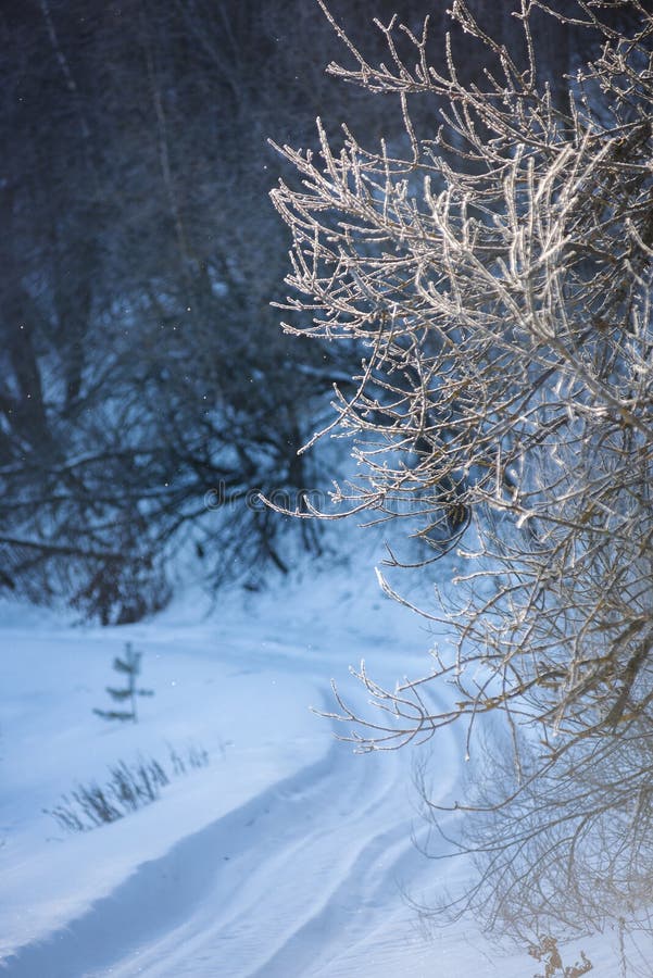 Blue shadows on the snow stock photo. Image of winter - 136724846