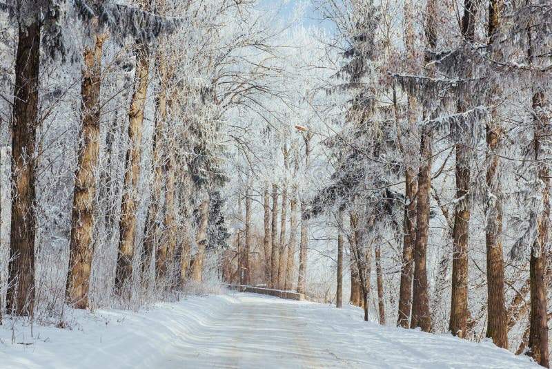 The Winter Road. Dramatic Scene. Carpathian, Ukraine, Europe. Stock ...