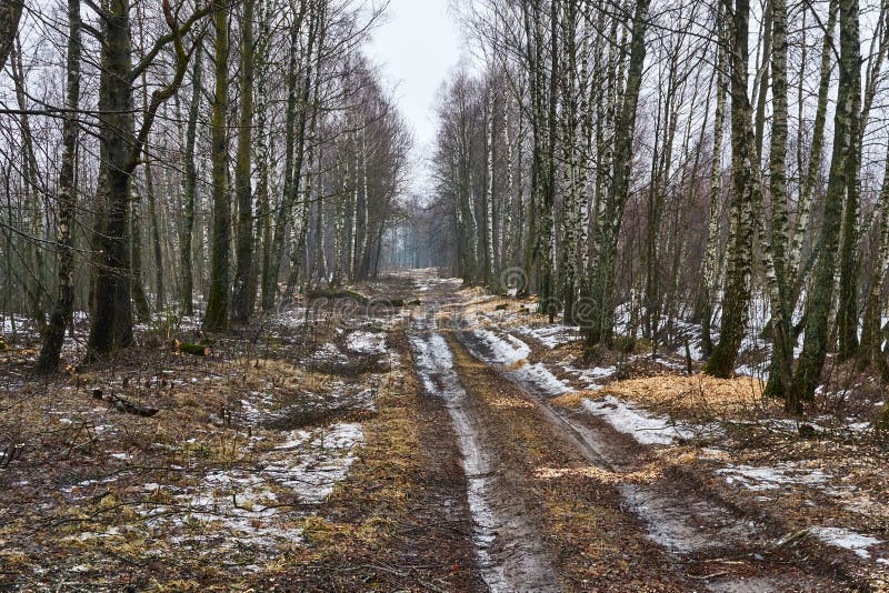 Winter road in the forest stock photo. Image of dirt - 65923768