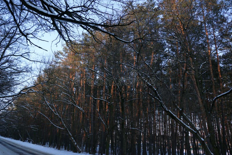 Winter Road , Forest with Pine Trees Stock Image - Image of nature ...