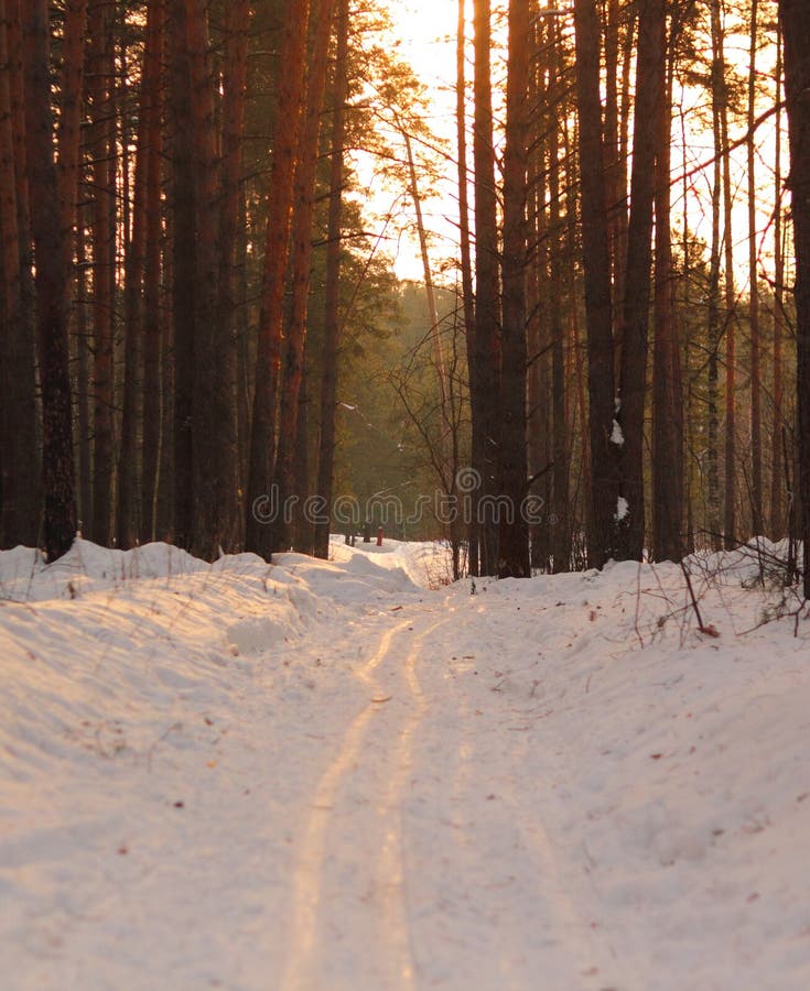 Winter Road , Forest with Pine Trees at Sunset Stock Image - Image of ...
