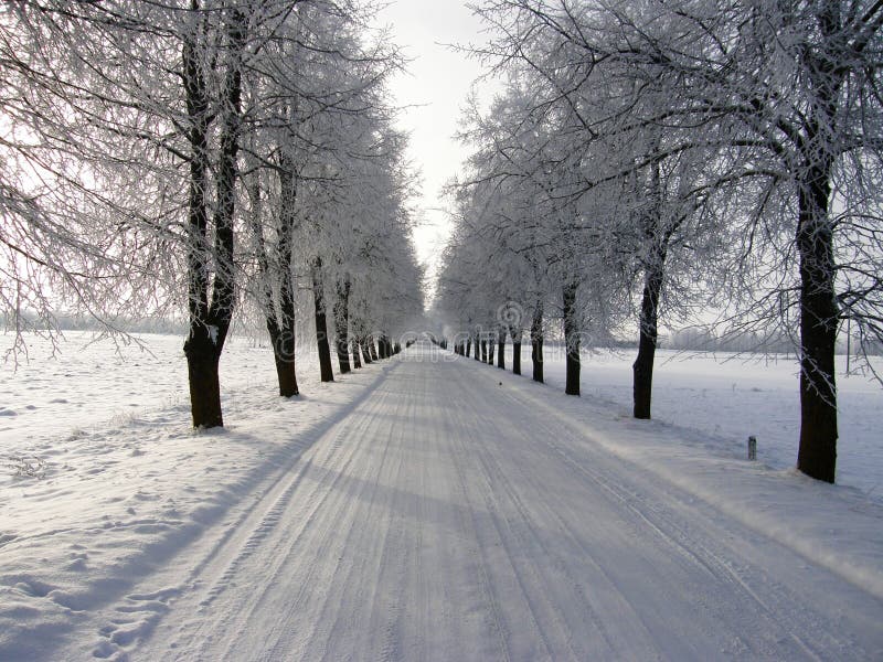 Winter road stock photo. Image of frozen, trees, lime - 47875622