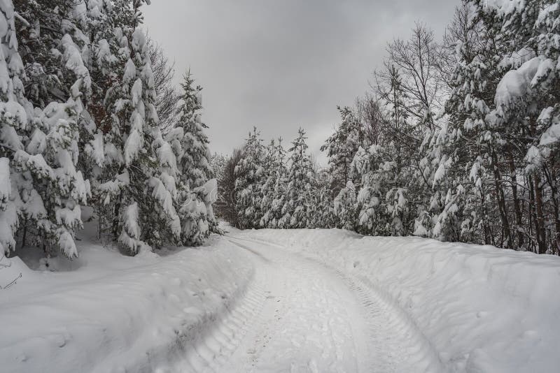 Winter Road in the Mountains Surrounded by Snowy Trees Stock Image ...