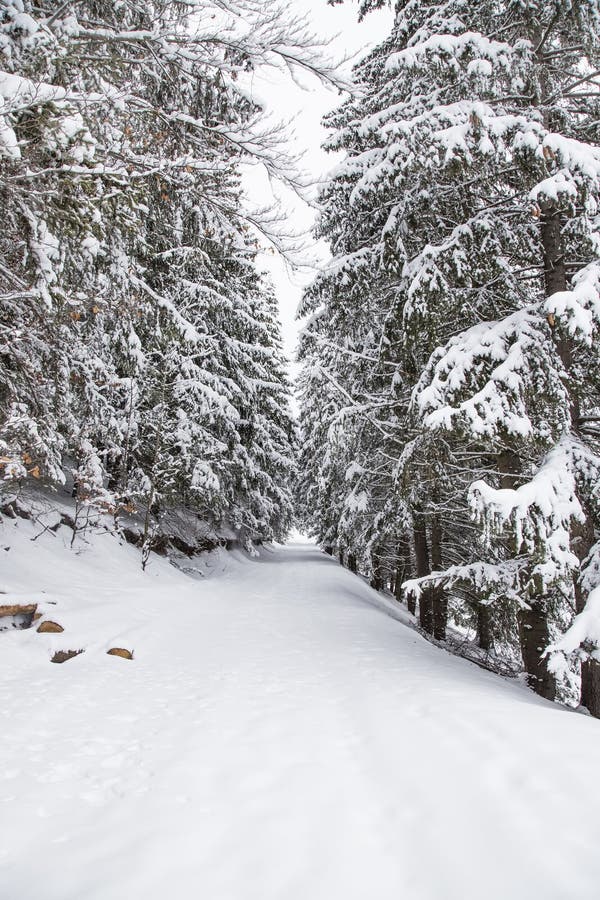 Winter road scene stock image. Image of park, frost - 113217033
