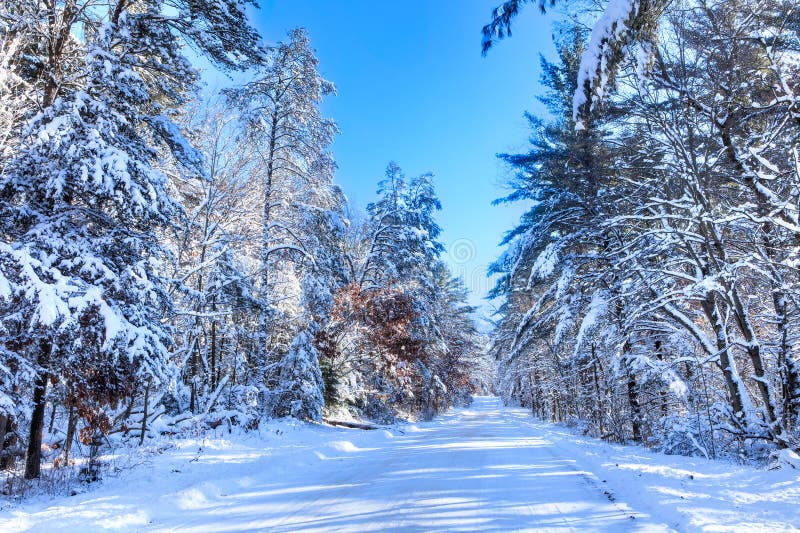 Winter stock photo. Image of snow, street, tree, plant - 35258026