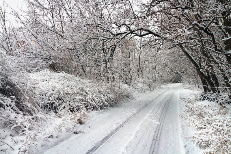 Winter Road in Snowy Forest. Stock Image - Image of frost, lane: 35449567