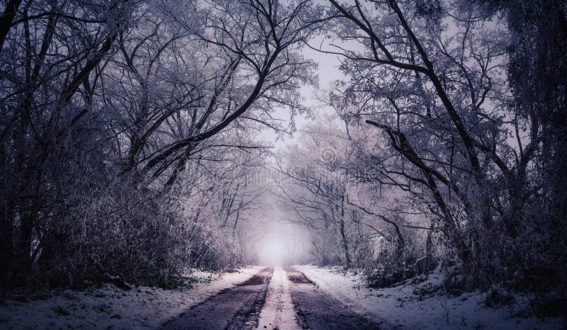 Winter Road Surrounded by Trees Stock Photo - Image of white, snowy ...