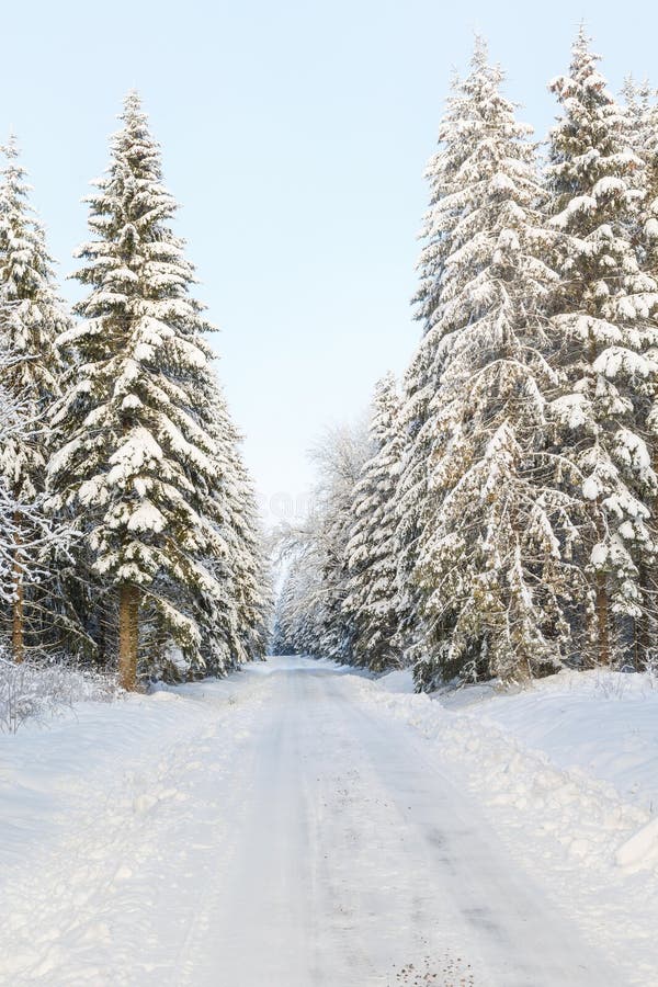 Winter Road in the Woodland Stock Image - Image of outdoors, cold ...