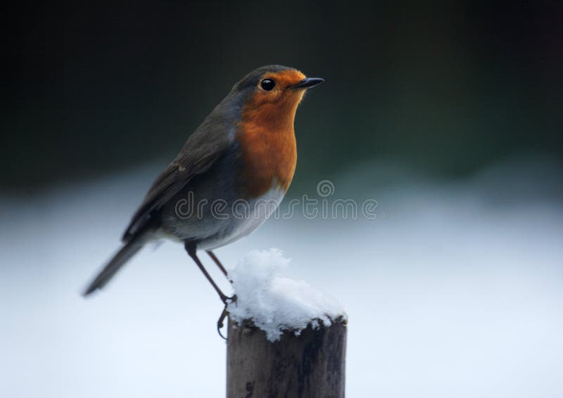Winter Robin stock photo. Image of claws, wildlife, feathers - 15131682