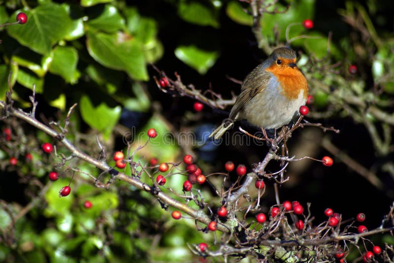 Winter Robin stock image. Image of bushes, seasonal, christmas - 56739