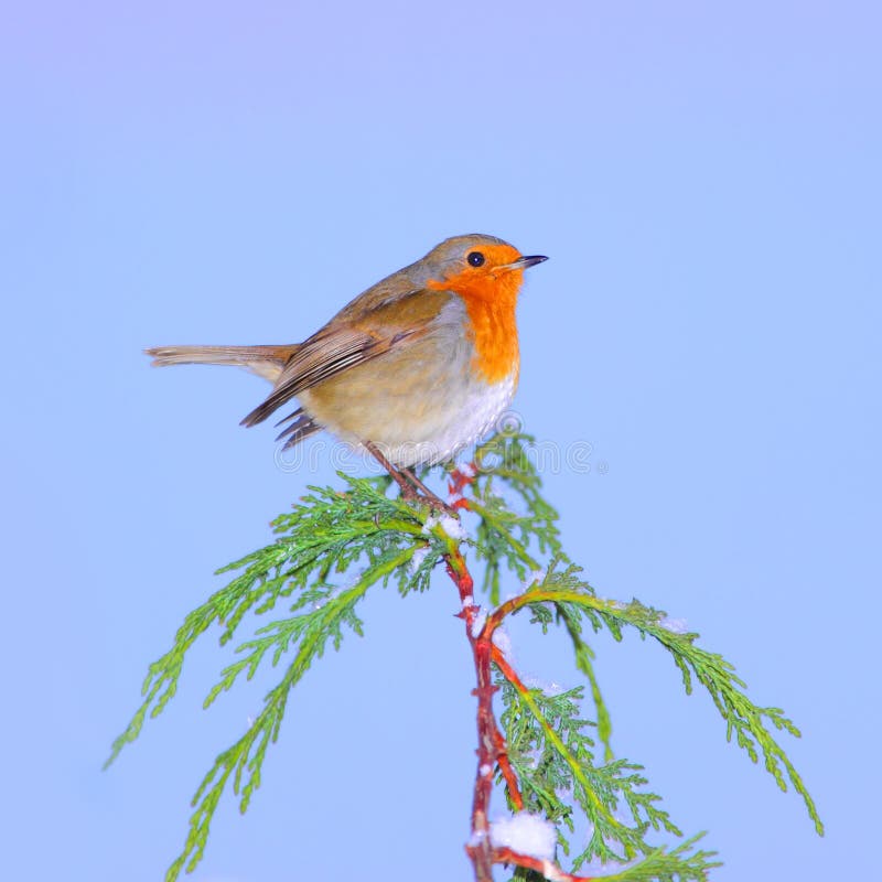 Winter Robin bird stock image. Image of blue, european - 37903805