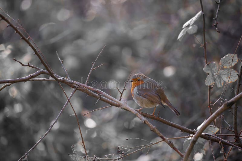 Winter Robin stock photo. Image of countryside, wildlife - 105485572
