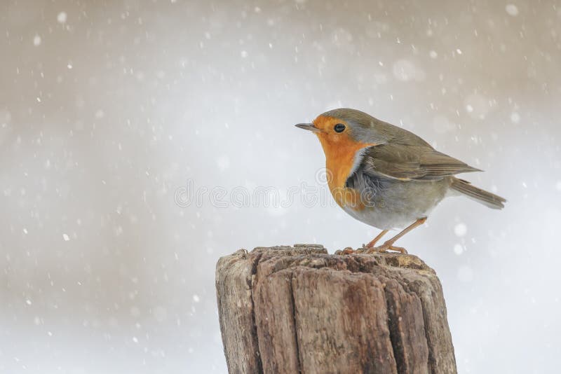 Winter robin stock photo. Image of greeting, nature, erithacus - 84432846