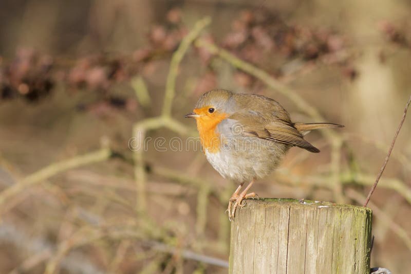 A winter Robin on a post stock image. Image of puffed - 61567945
