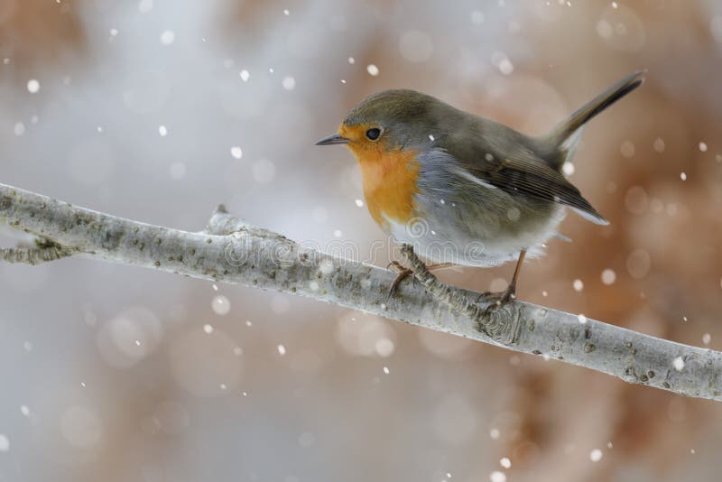 Winter robin stock photo. Image of christmas, erithacus - 113938786