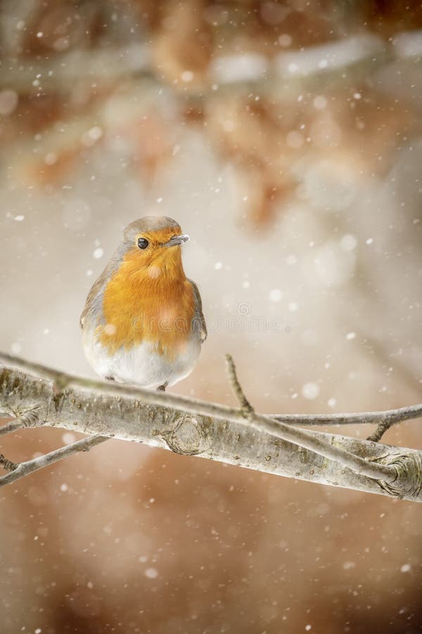 Robin red breast stock image. Image of european, beak - 113938769