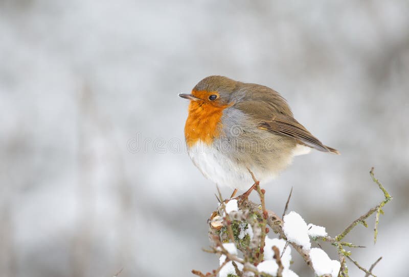 Winter-Robin-Vogel stockbild. Bild von europäisch, empfindlich - 35333465