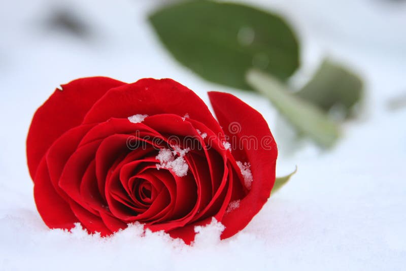 Winter Rose stock photo. Image of single, laying, snow - 38027716