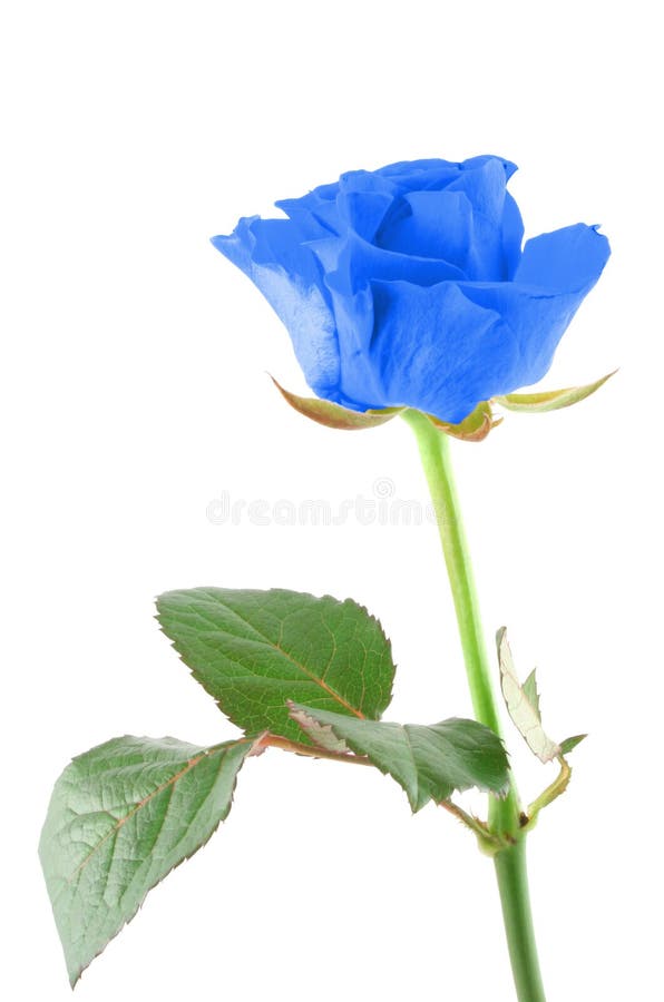 Blue rose on white stock image. Image of isolated, aromatic - 5971223