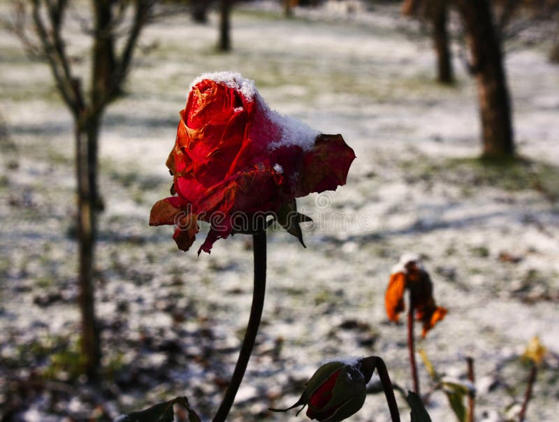 Winter rose stock photo. Image of leaf, plant, rose, outdoors - 94982378