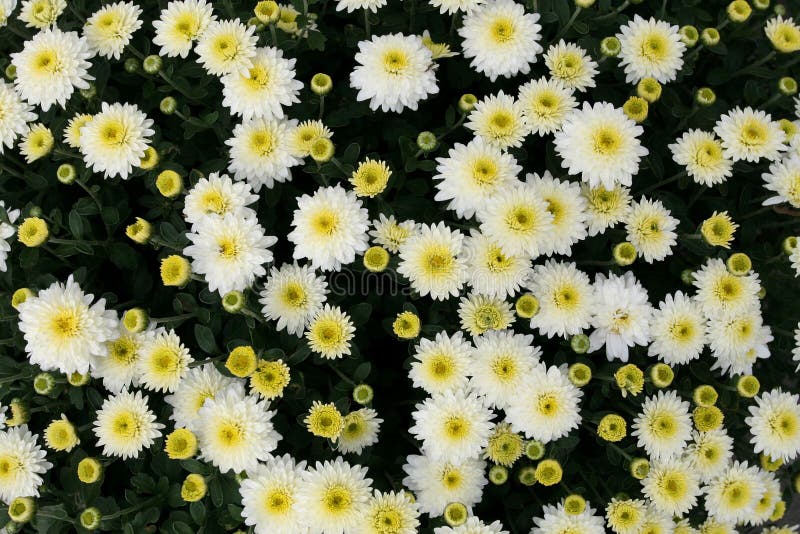 Winter roses stock photo. Image of plant, flowers, bouquet - 31893238