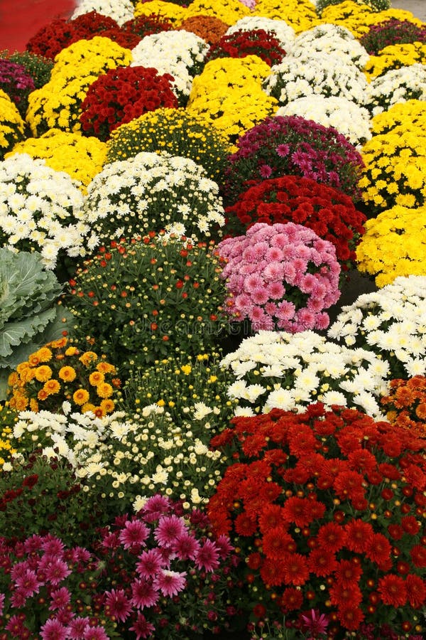 Winter roses stock photo. Image of yellow, flora, colors - 31893186