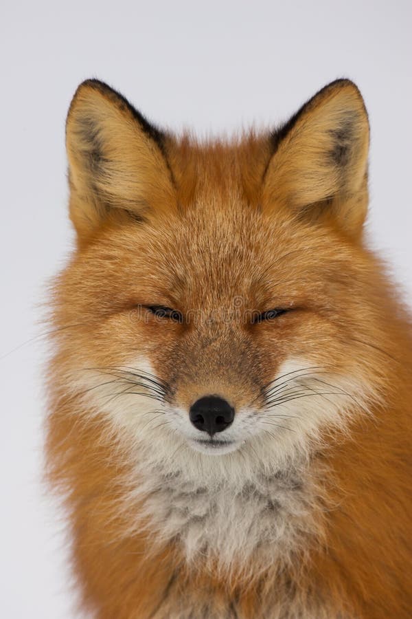 Winter Roter Fox in Whitehorse, Yukon, Kanada Stockfoto - Bild von ...