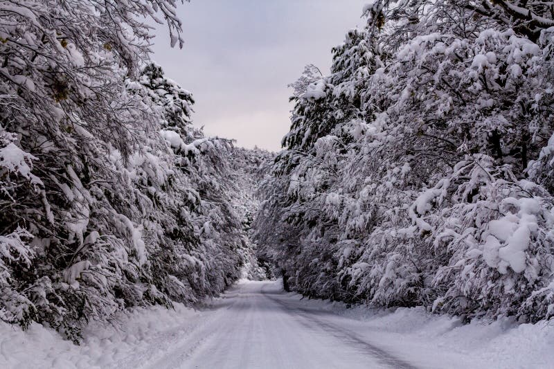 Winter Route with Full of Snow Trees on Both Sides Stock Photo - Image ...
