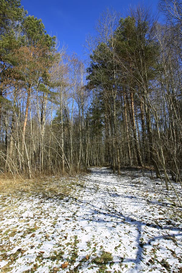Winter Rural Landscape with Forest and Melting Snow Stock Image - Image ...