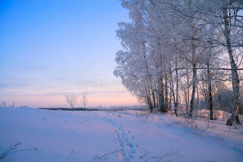 Winter Rural Road on Forest Stock Image - Image of focus, blizzard ...