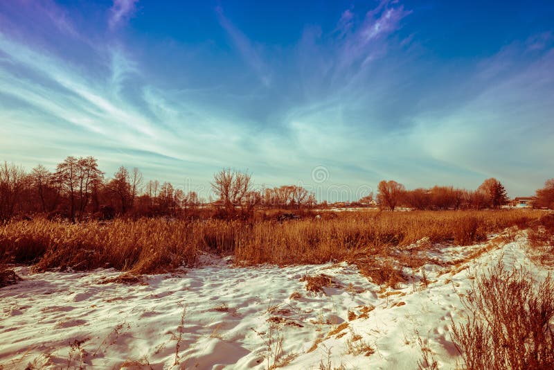 Trees on the Snowy Field. Nature Snowy Landscape Stock Image - Image of ...