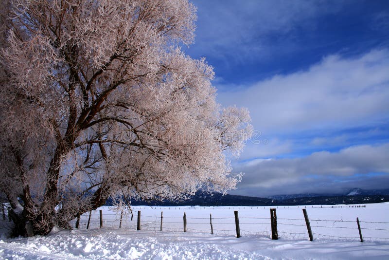 Winter Rural Scene 6 stock photo. Image of snow, tree - 3922840