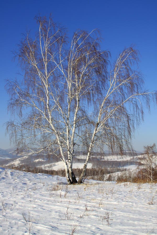 Tree in the Snow and Blue Sky Stock Image - Image of field, marvelous ...