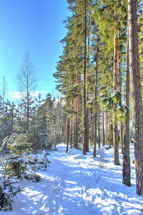 Winter russian forest stock image. Image of russian - 215433299