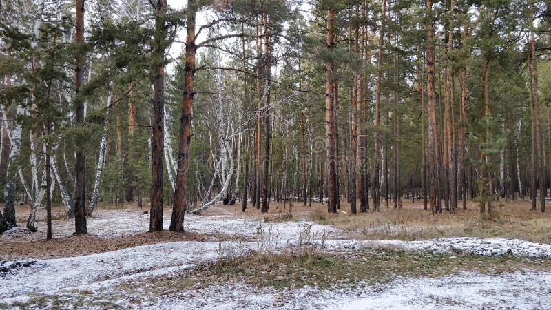 Winter Russian Pine Tree Forest Stock Photo - Image of forest, russian ...