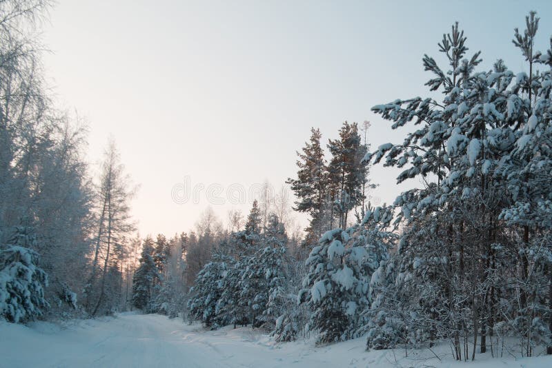 Winter Russian Snow Covered Forest Landscape - Road at Sunset ...