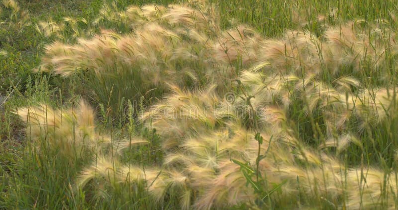 Winter Rye Grass, Yellow and Green Grass Stock Video - Video of ...