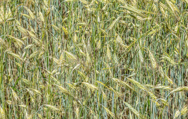 Winter Rye Grows at the Field Stock Photo - Image of agriculture ...