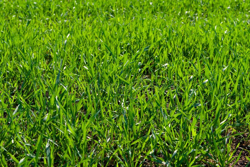 Winter Rye or Wheat.Sunlit Green Grass Texture Stock Image - Image of ...